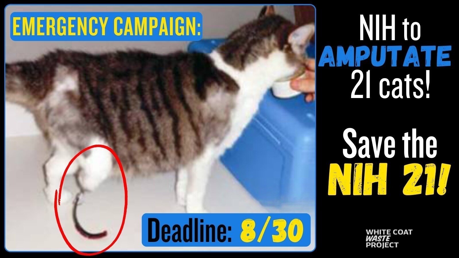 Petition update · NIH Funding $1.7M to Amputate & Kill 21 Cats—Help ...