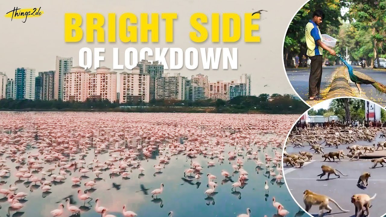 Petition · Rejunavate Nature by Planned Lockdown for a week every year ...