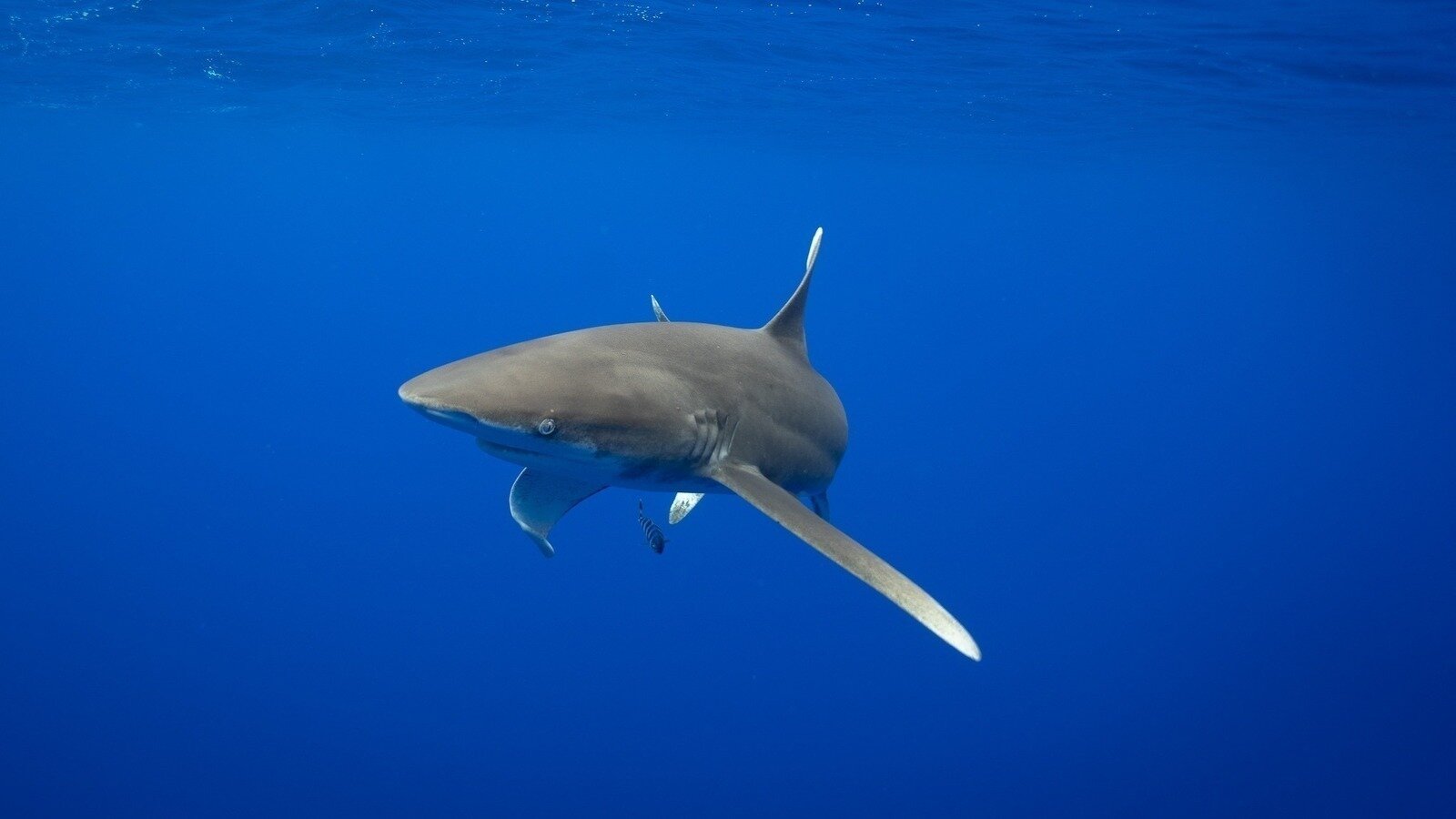 Petition · Increase International Protection for Endangered Sharks at ...