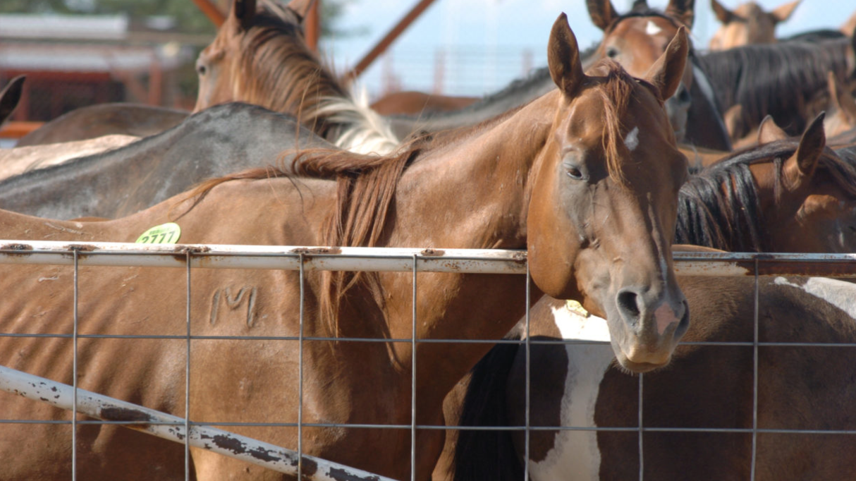 Petition · Urgent!!Tell Facebook to stop shutting down horse rescue ...
