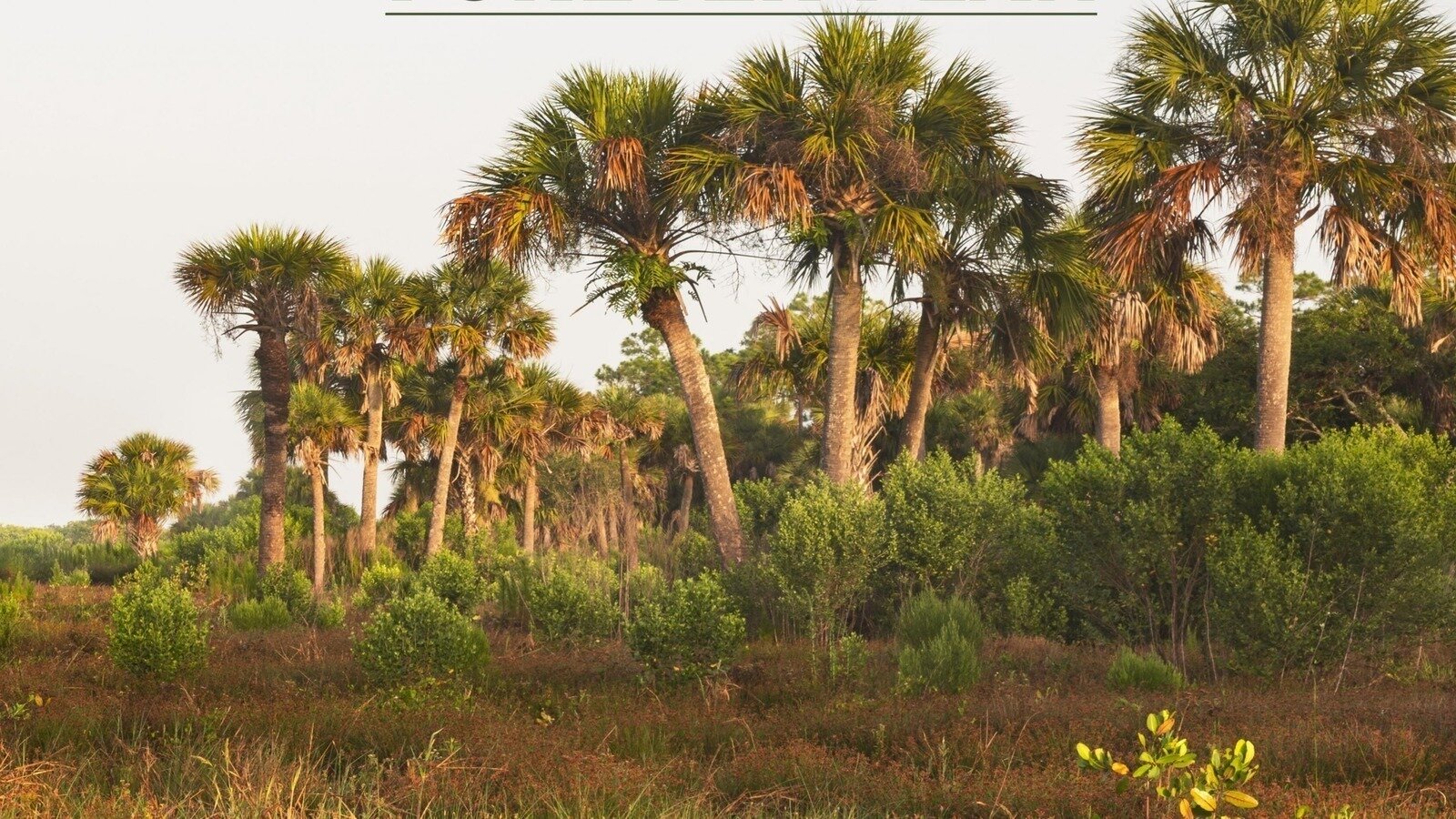Petition · Fund the Florida Forever Program and keep Natural/Rural ...