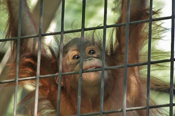 Petition · We don't need Zoo, Stop animal harassment. - India · Change.org