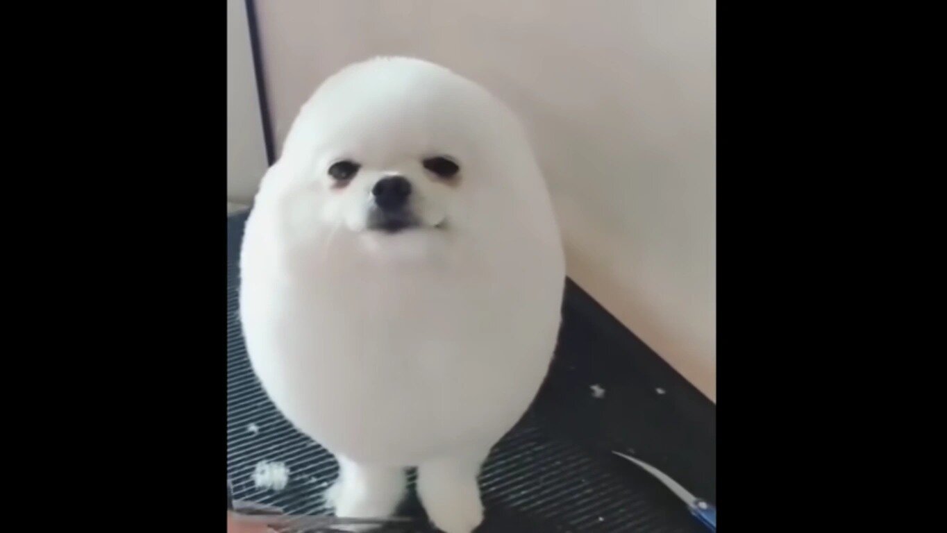 Abaixo-assinado · EggDog - Brasil · Change.org