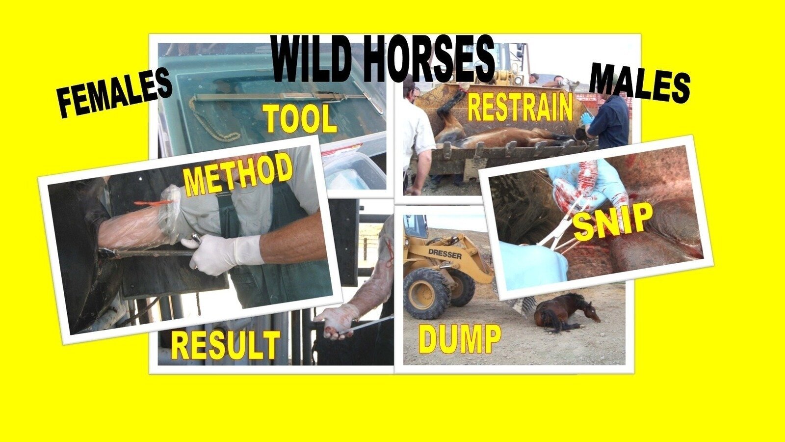 Petition · BLM: Do Not Spay Wild Mares - United States · Change.org