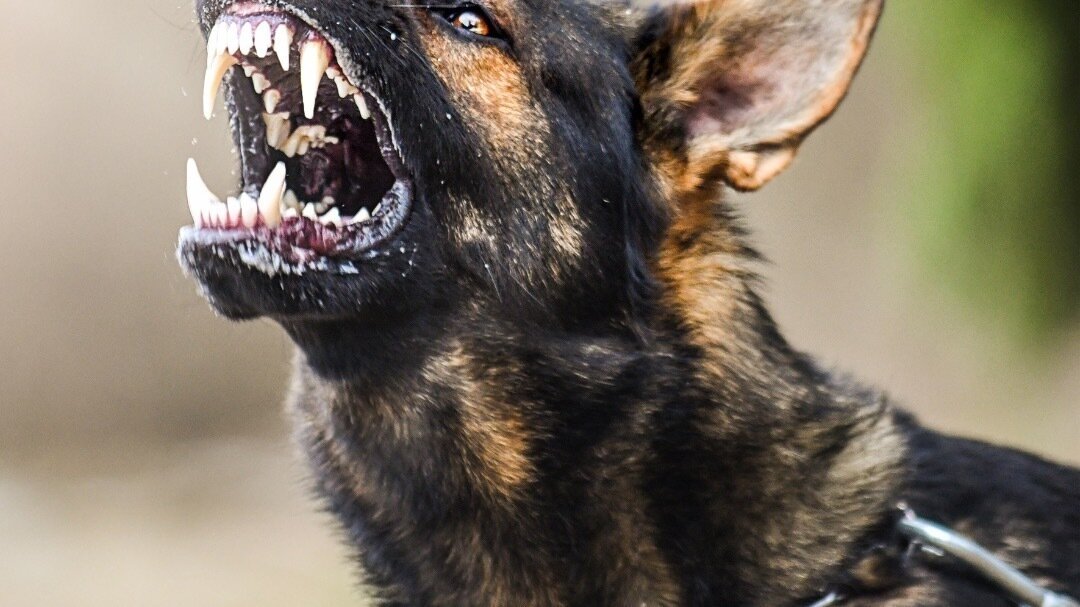 Petition · Ban Ownership of Aggressive Dog Breeds and Dangerous Animals ...