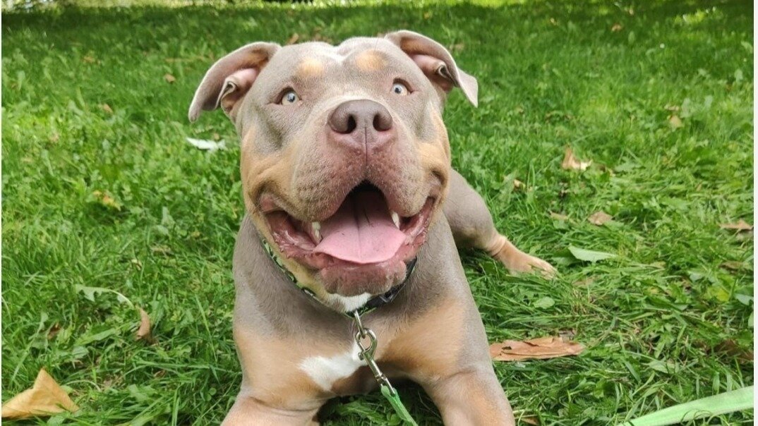 Petition · Overturn the XL Bully Breed Ban in Scotland - United Kingdom ...