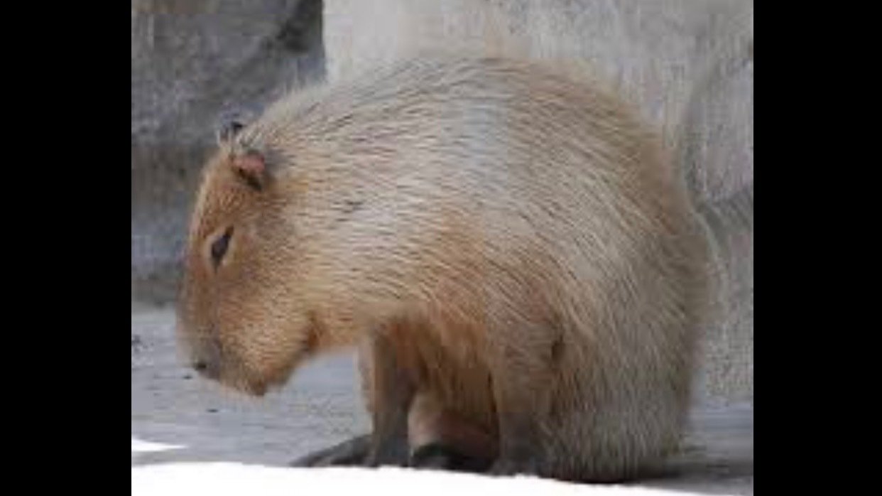 Petition · Help make capybaras legal pets in Georgia - United States ...