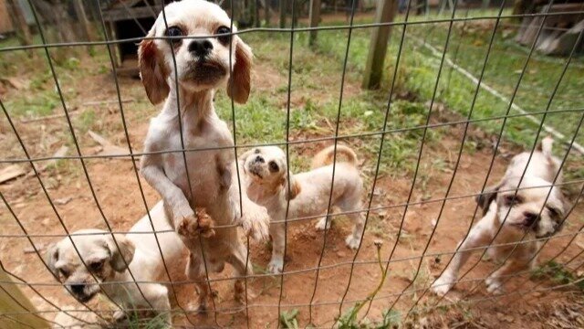 Petition · Mandate Breeding Licenses for Animal Owners - United States ...