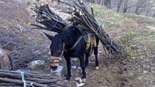 Petition · Donkeys and mules of Amalfi Coast: a life of toil and ...