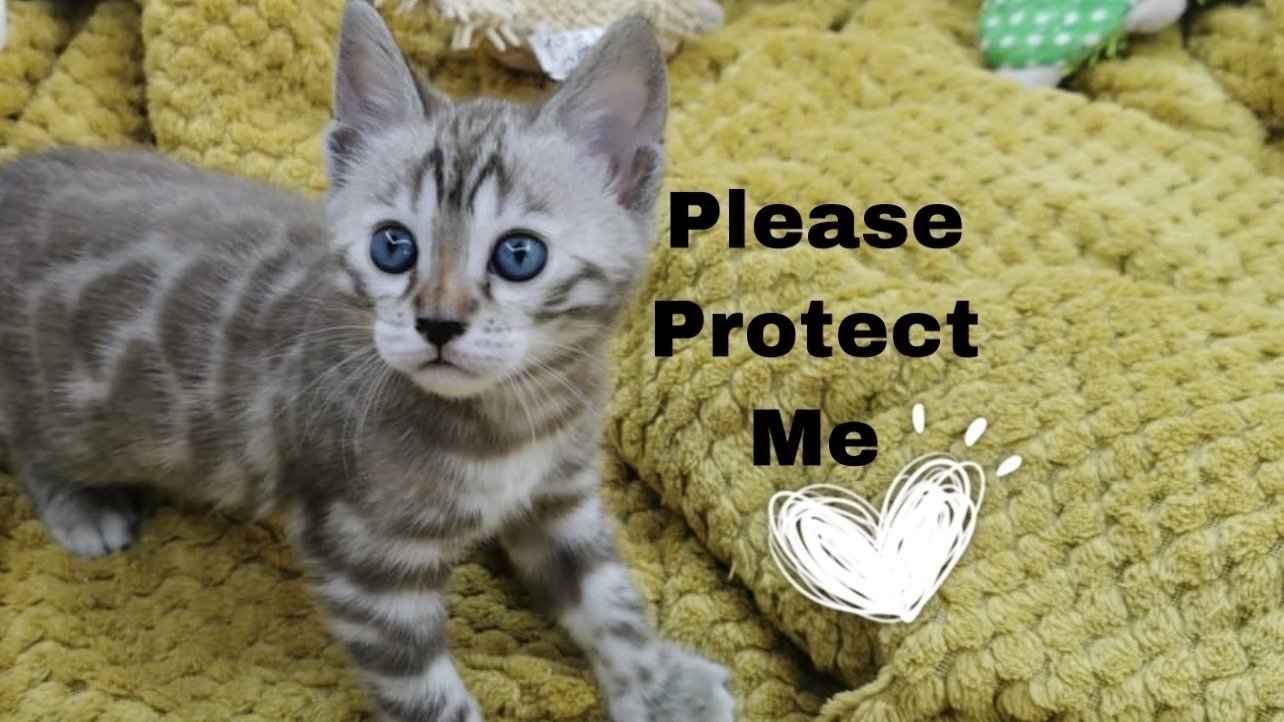 Petition · Cat Breeders to Neuter kittens and not sell Active cats to ...