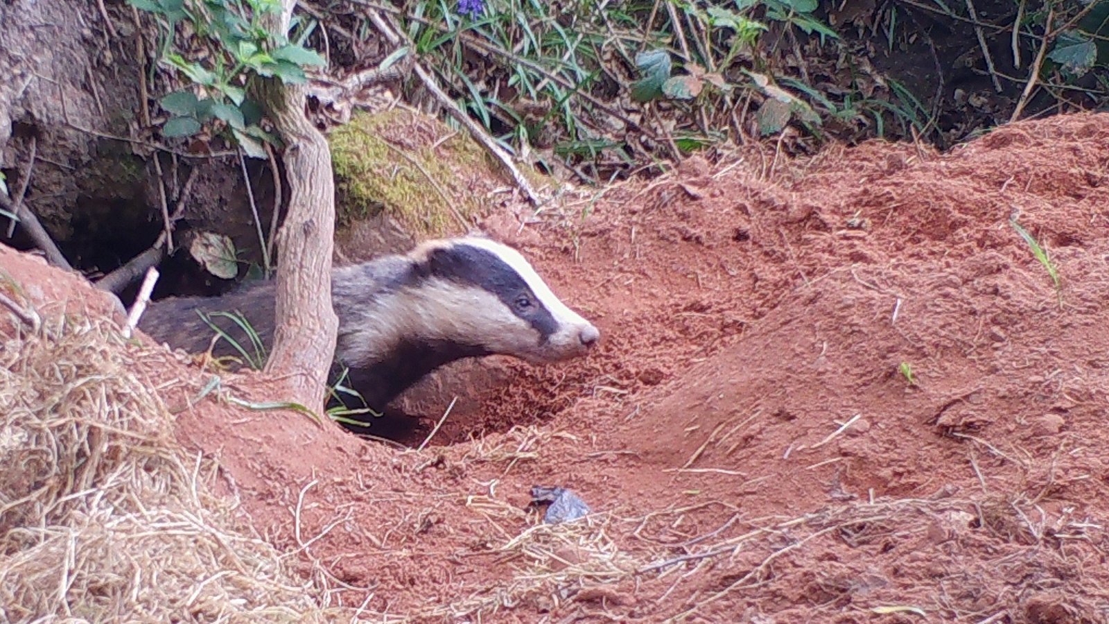 Petition · Warning signs needed on A550 Welsh Rd to reduce the number ...