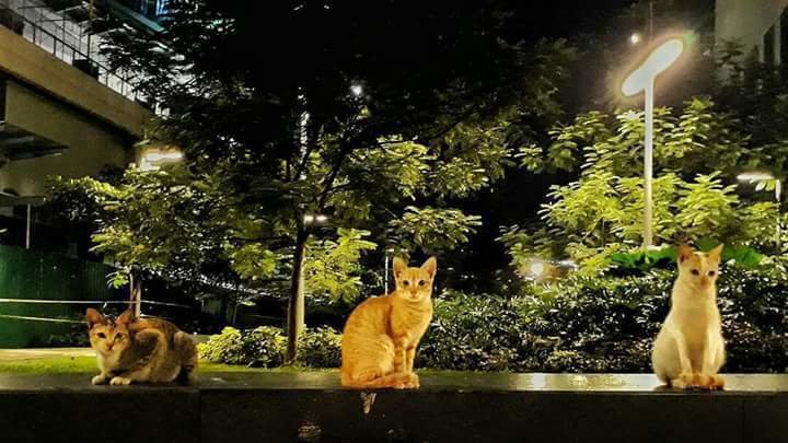 Petition · Justice for the Loved Stray Cats Exterminated by Shangri-La ...