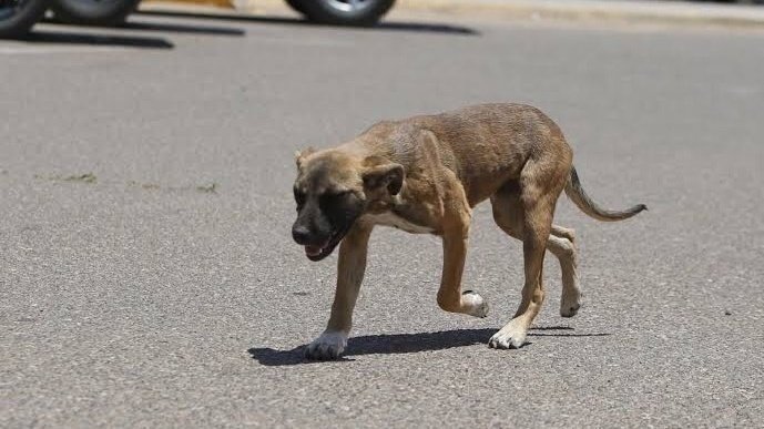 Petition · Helpless injured dogs on streets - India · Change.org