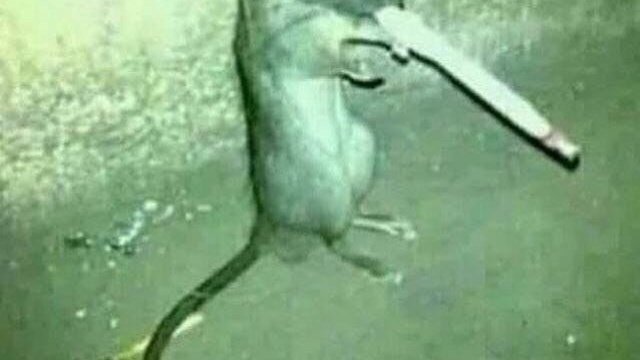 Petition · i wanna be rat god - United States · Change.org