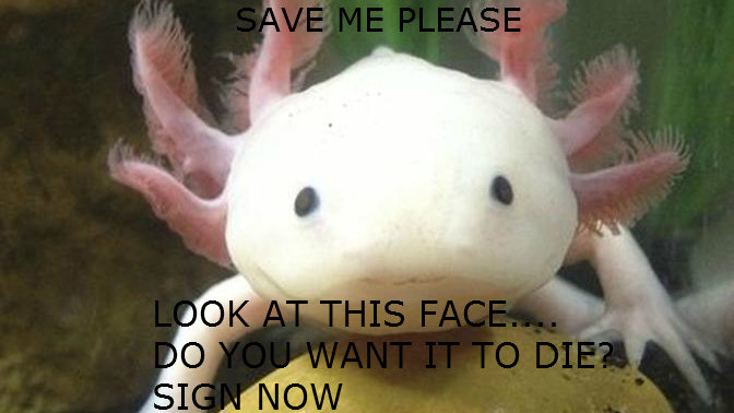 Petition · Save The Axolotls! - Mexico · Change.org