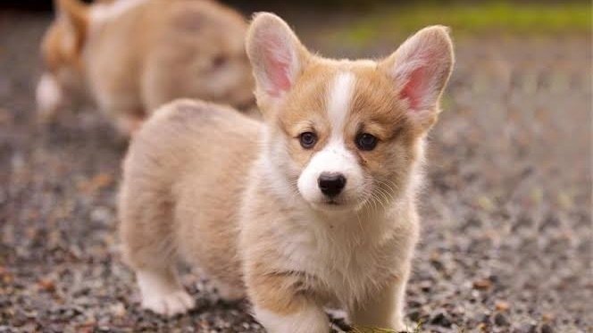 Petición · Perrito Nalgon para Fernanda - México · Change.org