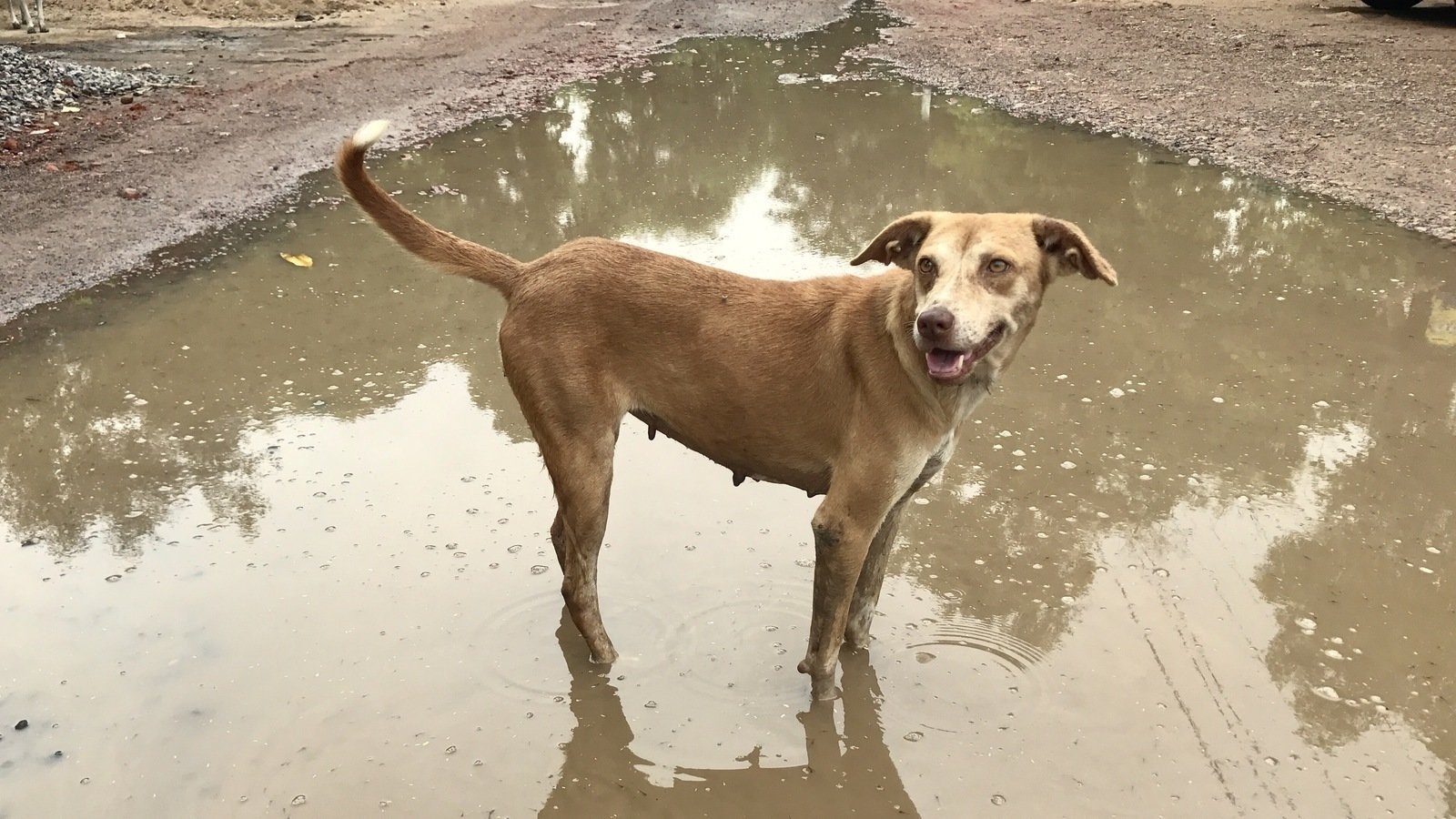 Petition · Stop relocation of homeless dogs Allahabad Nagar Nigam ...