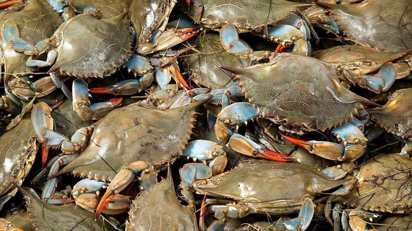 Petition · Ban Crabs - Sweden · Change.org