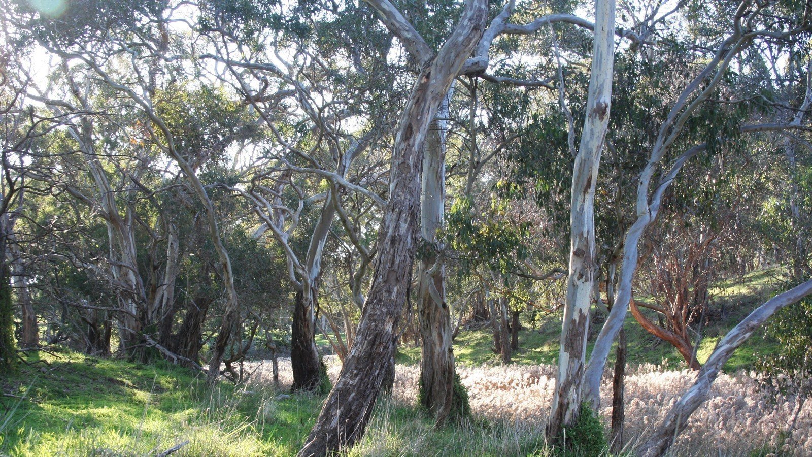 Petition · A living planet is not an optional extra. Protect Spring ...