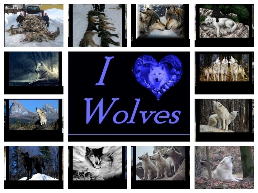 Petition · Stop people from hunting wolves - United States · Change.org