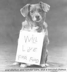 Petition · Stop breeding dogs - United States · Change.org