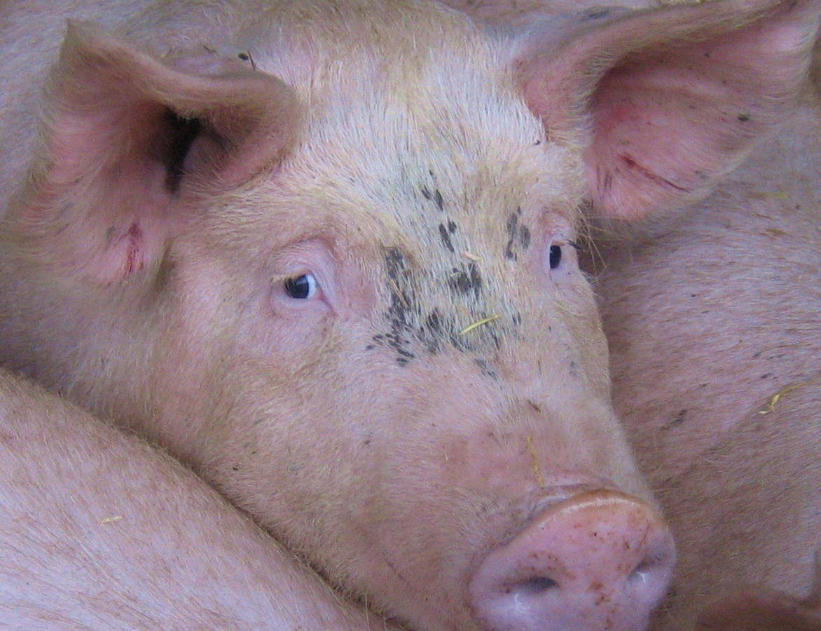 Petition · Stop Inhumane Long Distance Transportation of Live Animals ...