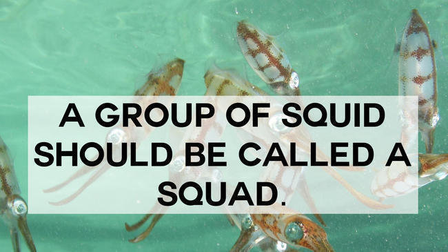 Petition · Change the name for a group of squid from shoal to squad ...