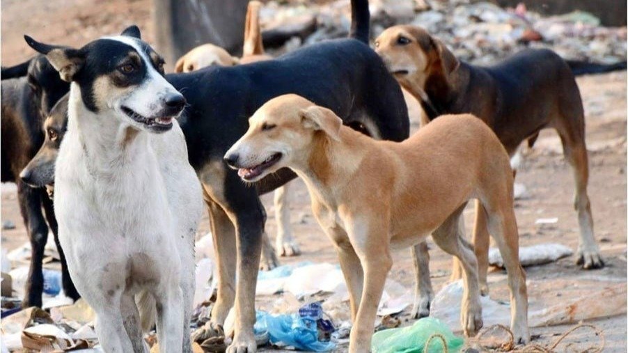 Petition · Urban Fragments: Ending the Unprivileged Situation of Stray ...
