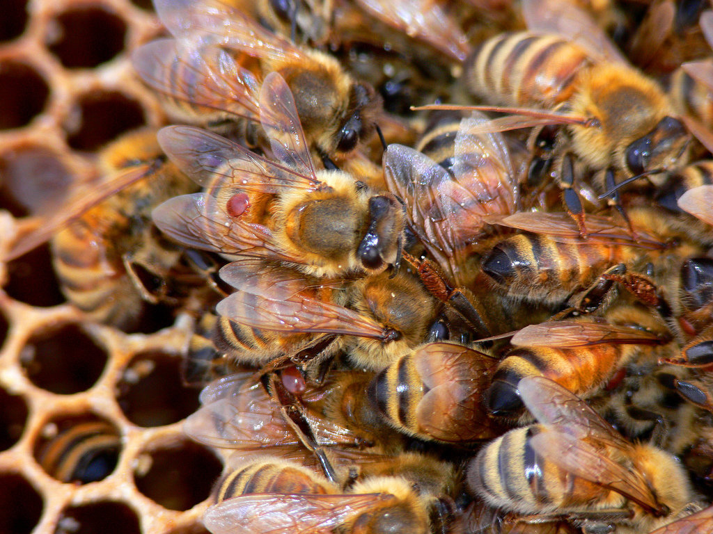 Petition · Save The Bees: Be aware of CCD Colony Collapse Disorder ...