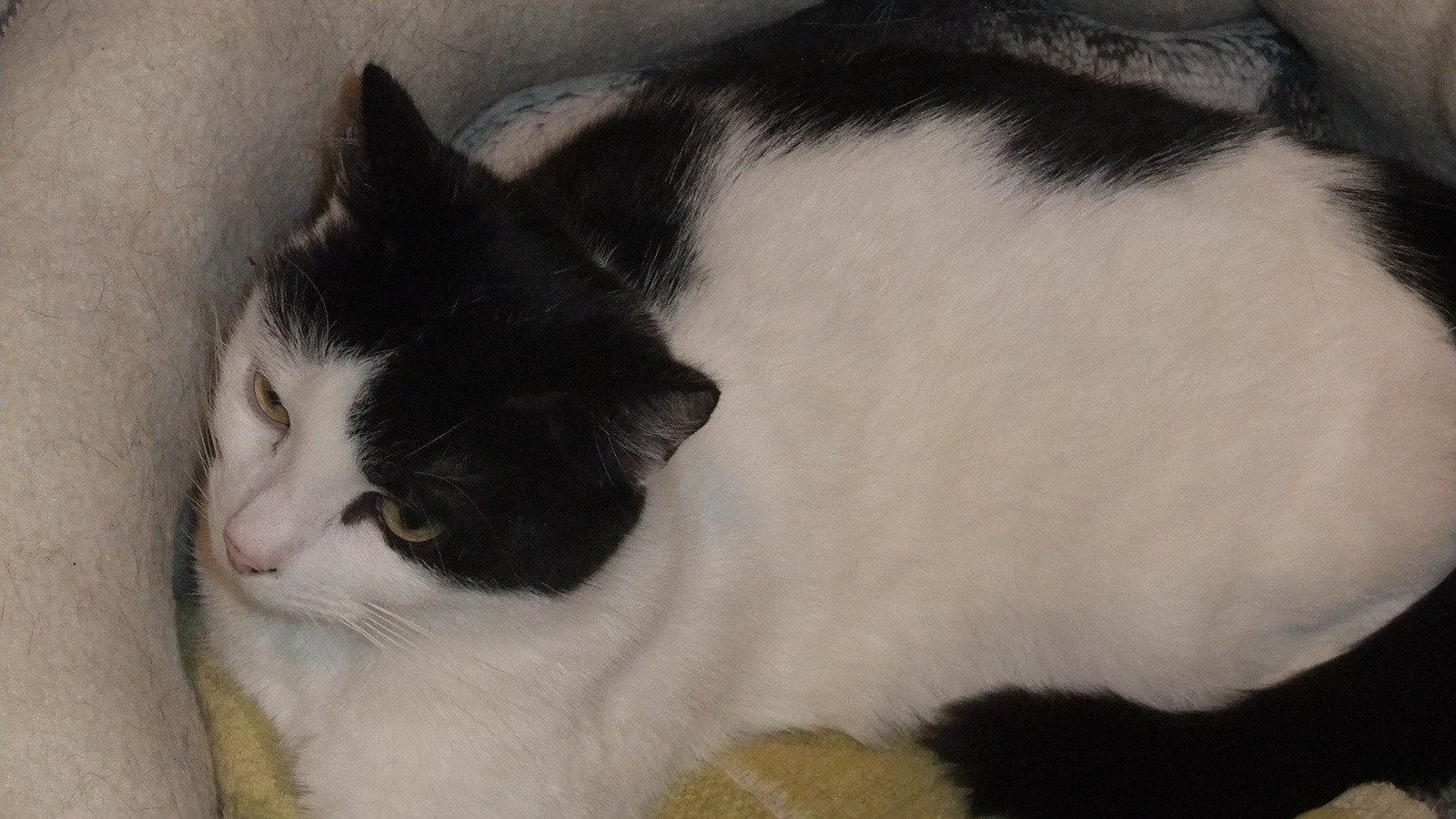 Petition · Stop Euthanasia of Healthy Companion Animals - United States ...