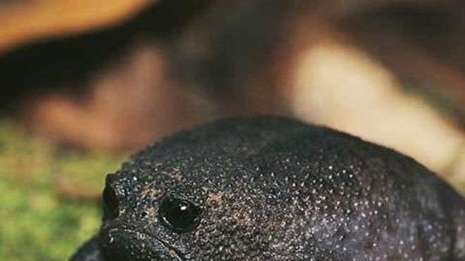 Petition · GET MR. ALLEN TO GET US AN AVOCADO FROG · Change.org