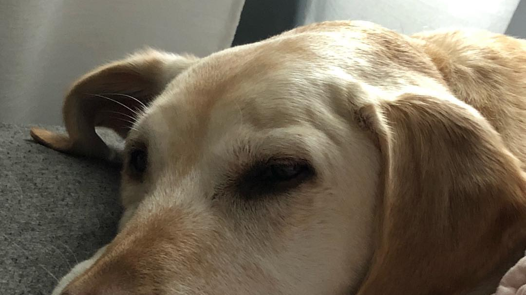 Petition · Help sloth_ass keep her beautiful BoJangles - United States ...