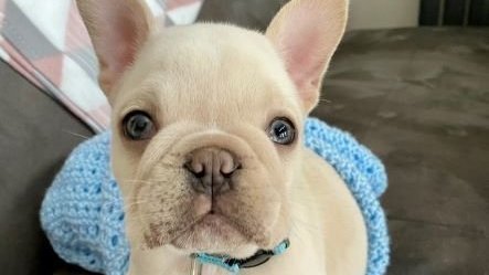 Petition · Stop Euthanasia of Healthy Animals - United Kingdom · Change.org