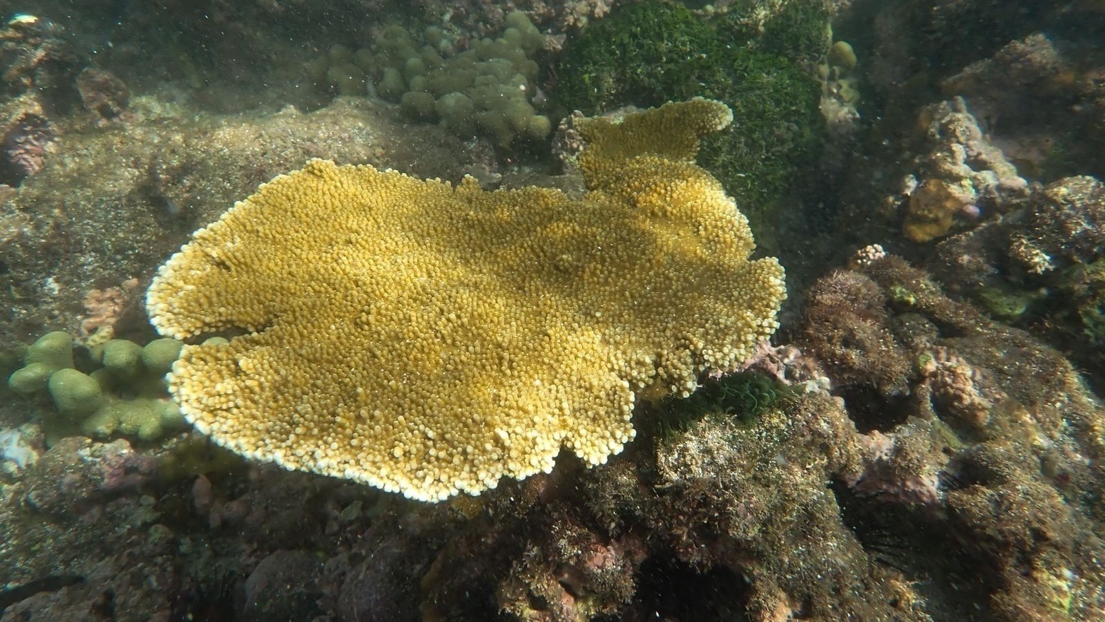 Petition · Opposing the removal of the Reef at Indian Bay. - St ...