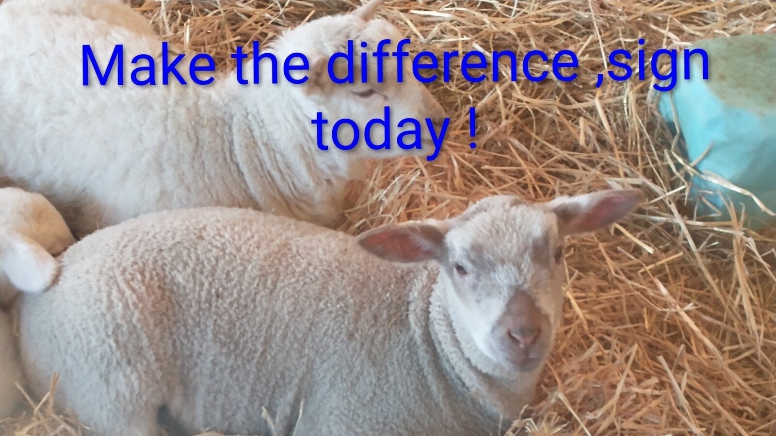 Petition · To Alberta Lamb Producers Board of Directors - Canada ...
