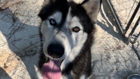 Petition · Save outdoor dogs suffering in direct sunlight and heat ...