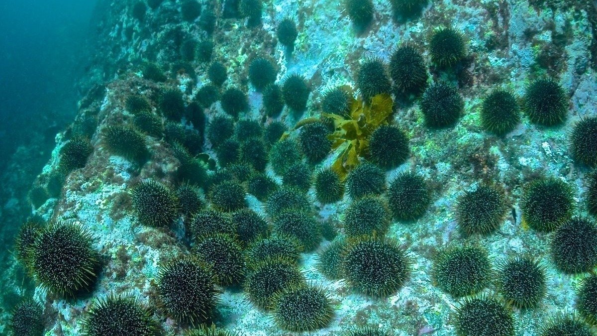 Petition · Save Snapper, stop Kina Barrens. Lower the daily catch limit ...