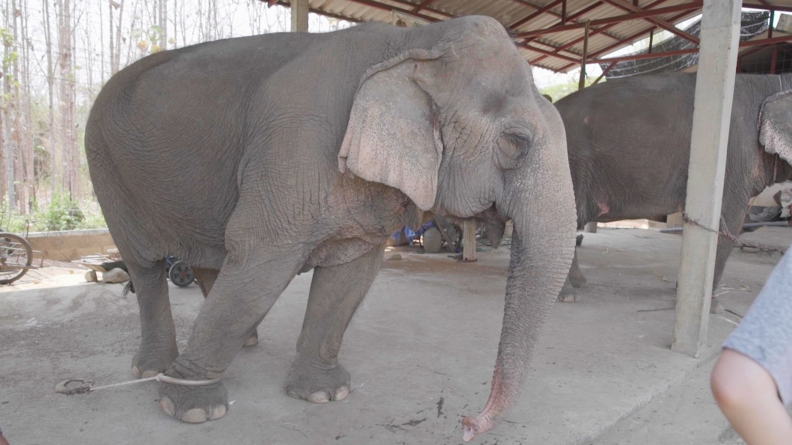 Petition · Save the Starving Elephants in Thailand - Thailand · Change.org