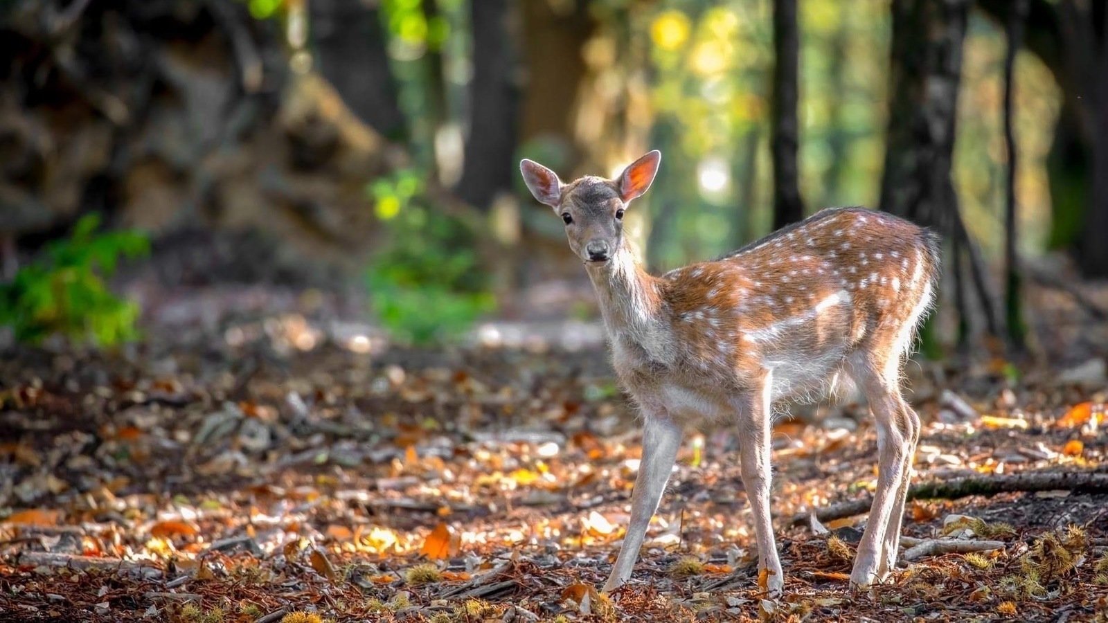 Petition · Reduce Speed Limit to 20mph on Epping Forest Roads - United ...
