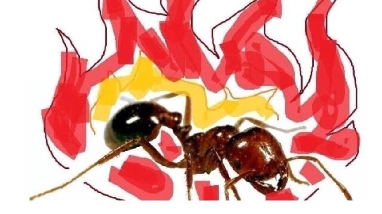 Petition · Make the Spicy Bois (Fire ants) referenced in Ant-Man 3 ...