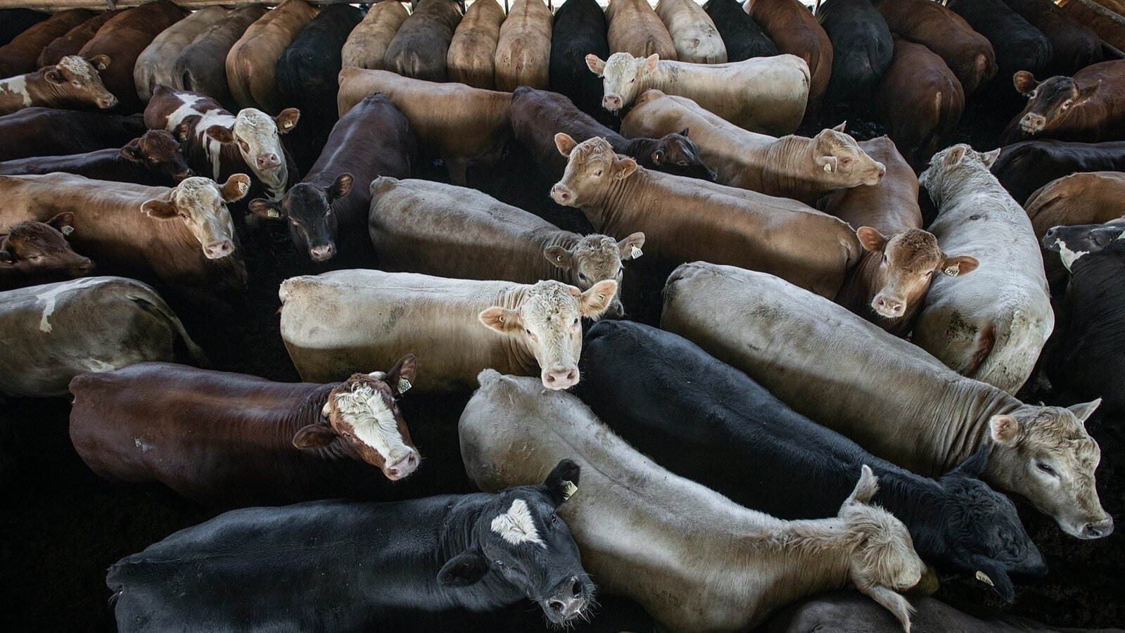 Petition · End Factory Farming - Australia · Change.org