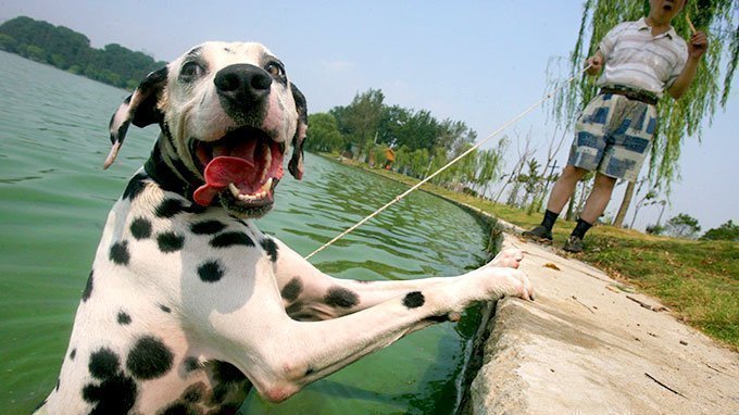 Petition · Make Disney put El Diablo The Evil Dalmatian in the Cruella ...