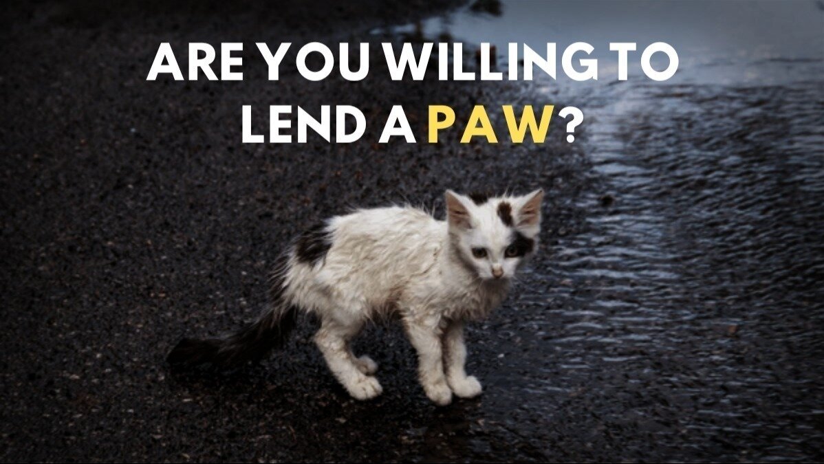 Petition · Paw Power Movement - Calamba, Philippines · Change.org