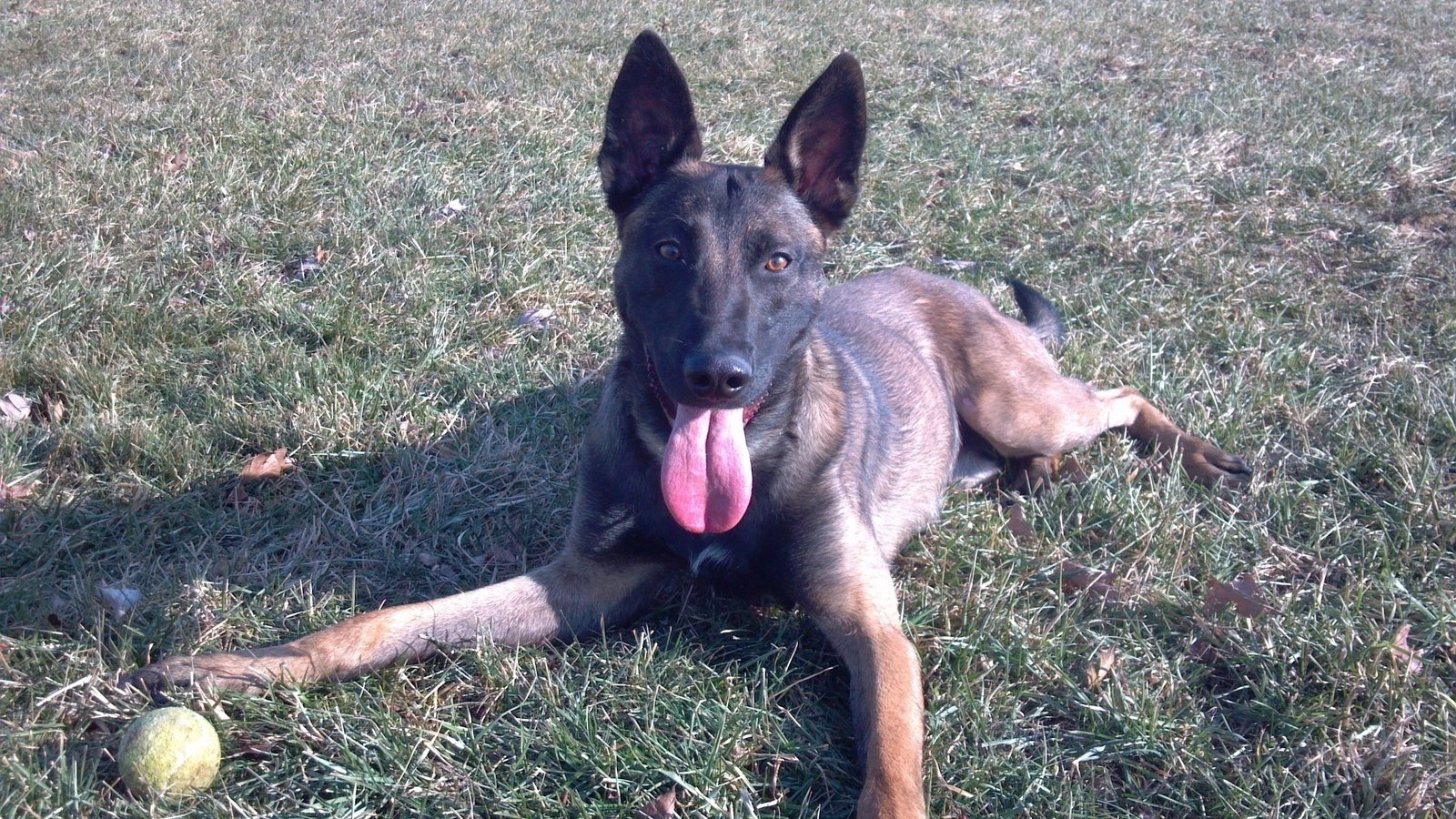 Petition · Bring Police K9 Chip Home to his Family - United States ...