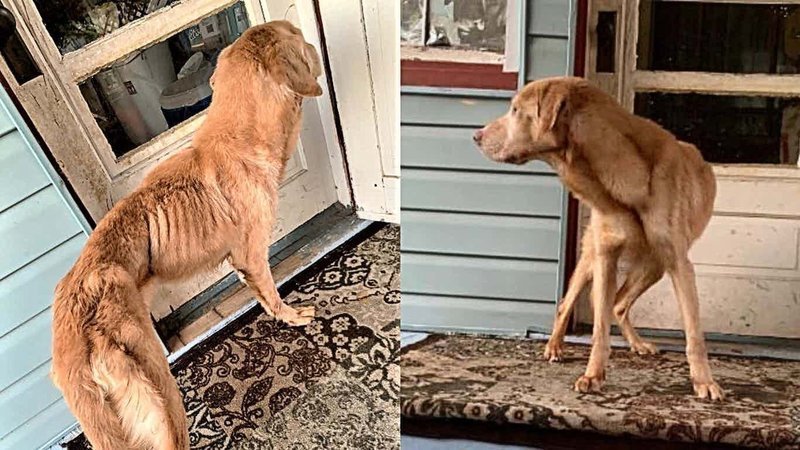 Petition · Stop Abusing Animals · Change.org