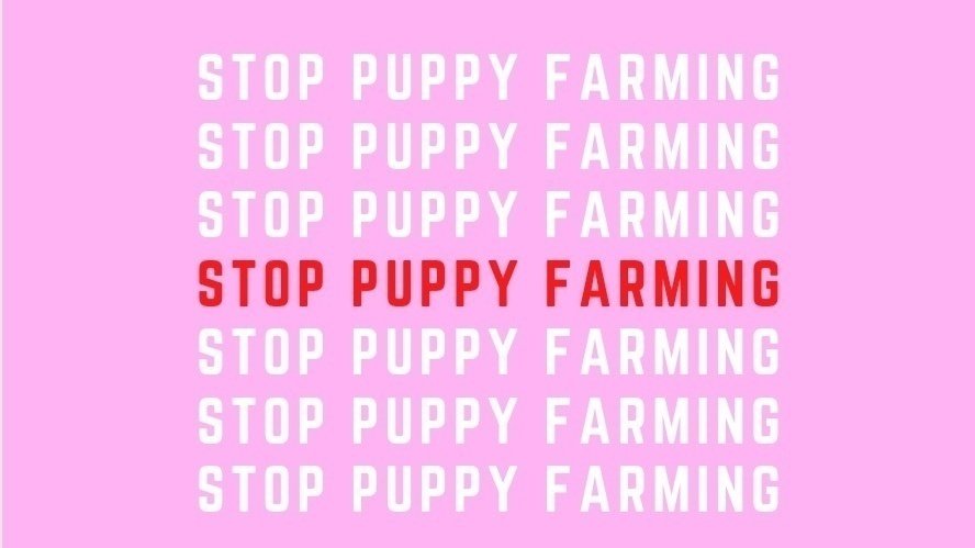 Petition · Stop Puppy Farming ! - Australia · Change.org