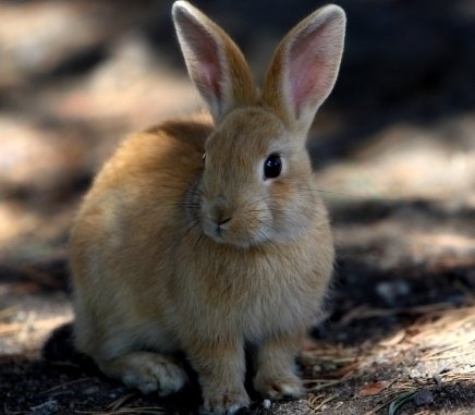 Petition · Government of British Columbia: Stop the sale of rabbits in ...