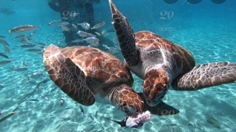 Petition · Reduce plastic wastes to help save sea animals - United ...