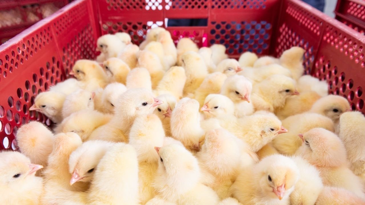 Petition · Stop Chick Shredding - United States · Change.org