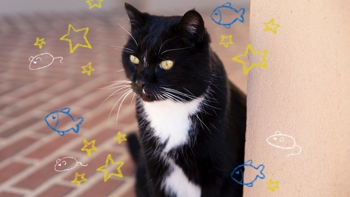 Petition · Demand UCLA to make a "Powell Cat" statue in loving memory ...